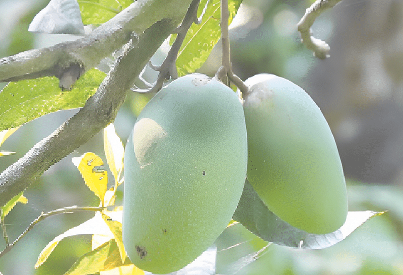 বাংলাদেশের জনপ্রিয় কিছু আম বিজ্ঞানচিন্তা